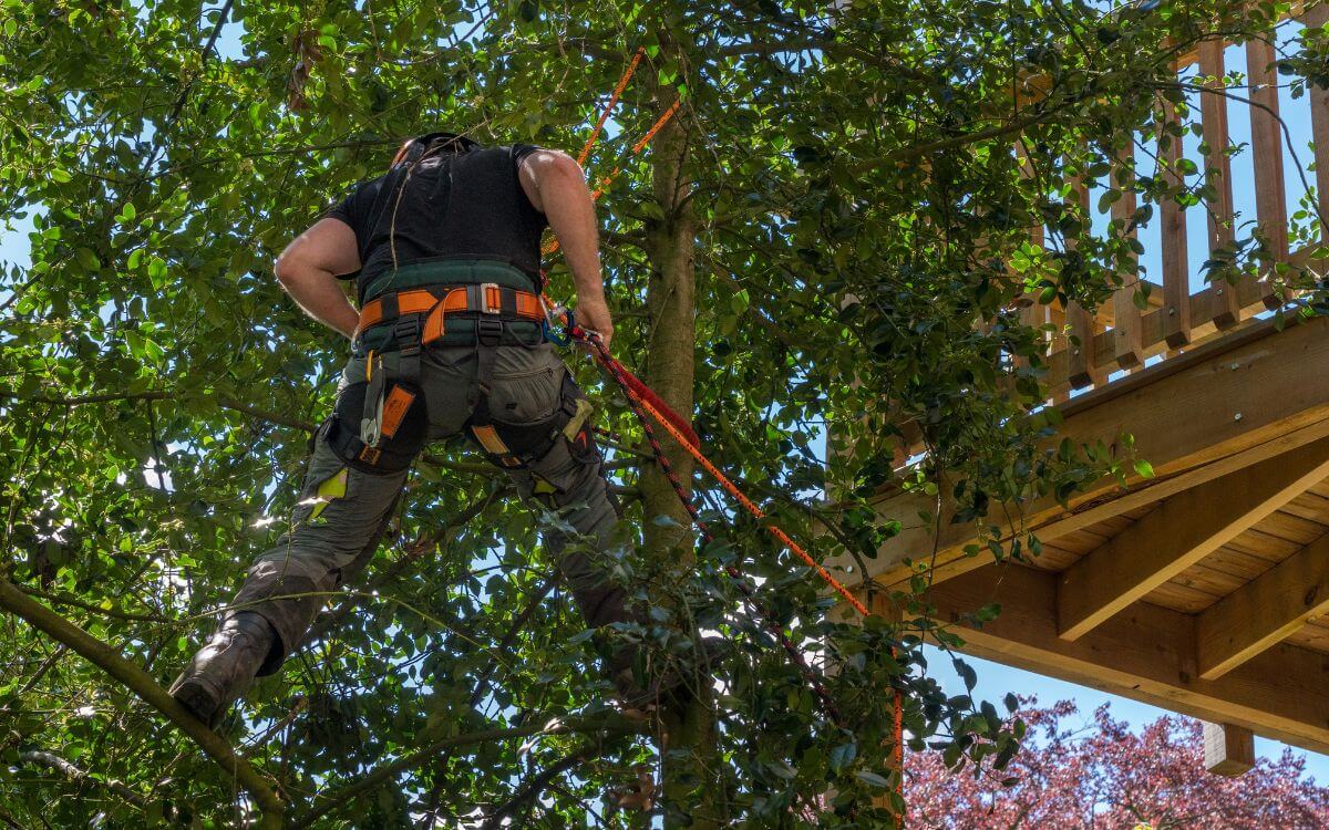 Tree Surgery Durham | Timmins Tree Surgery Ltd | County Durham